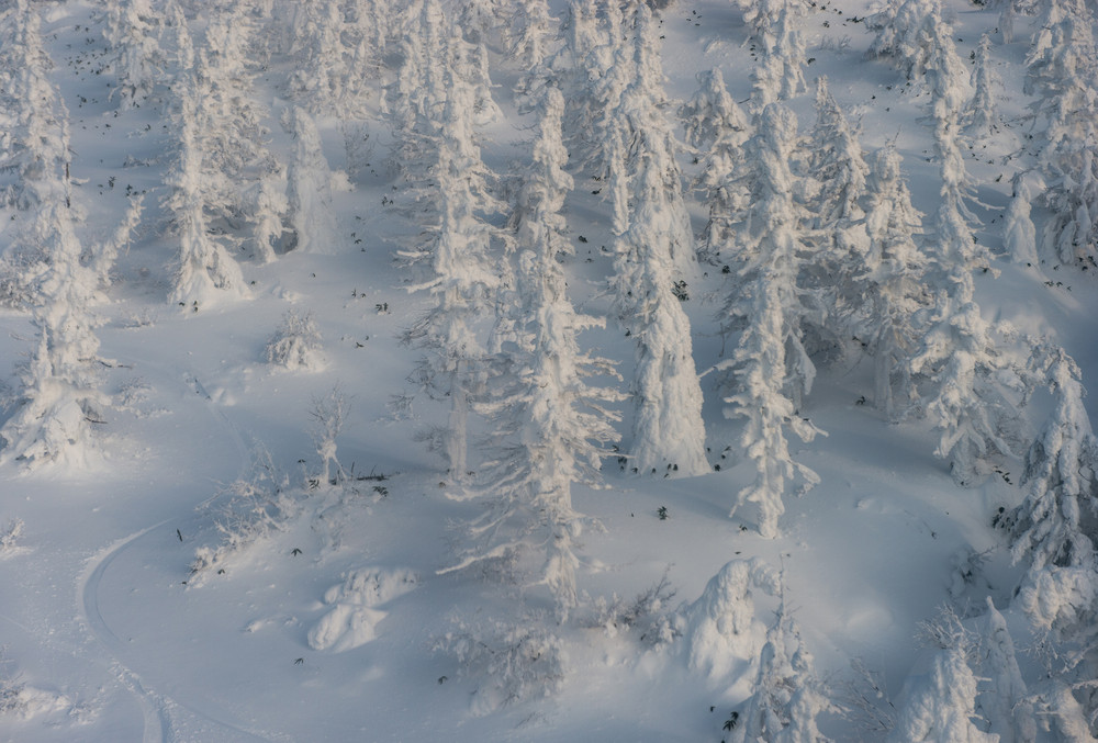 Kazuaki Koseki - Lost Forests | LensCulture