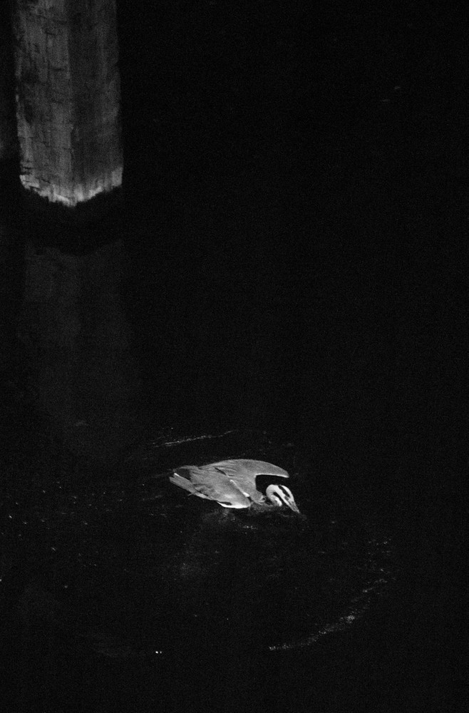 Rixa Lohmann - Encounter at midnight | LensCulture