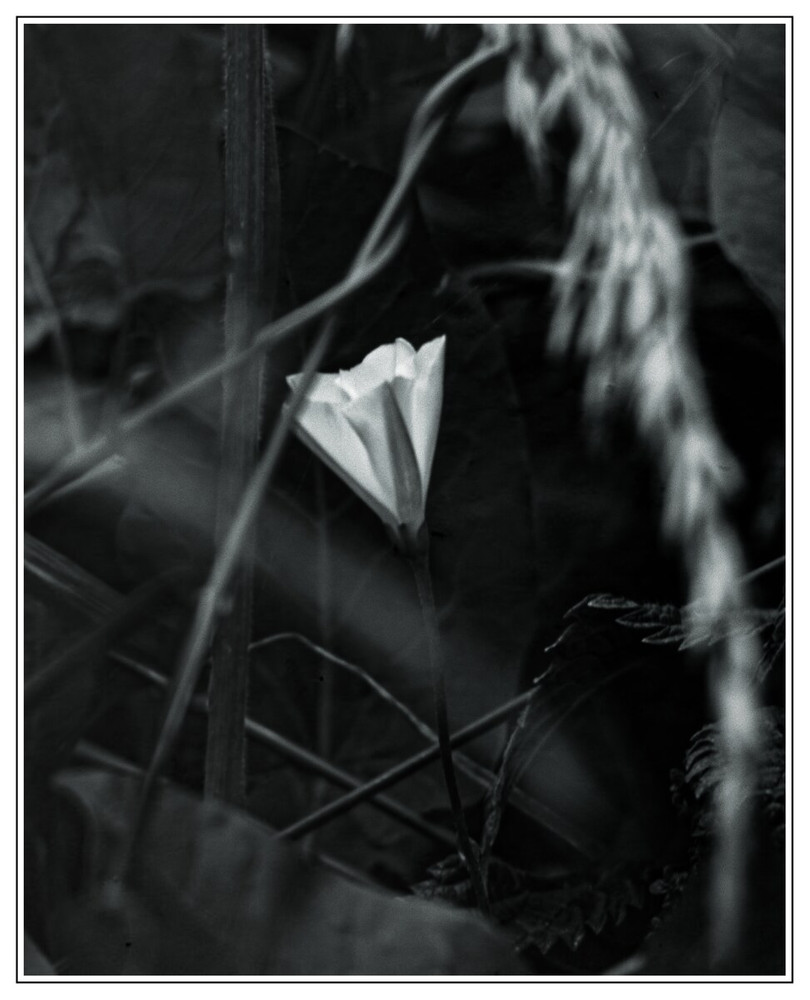 Chiaroscuro in Nature - LensCulture