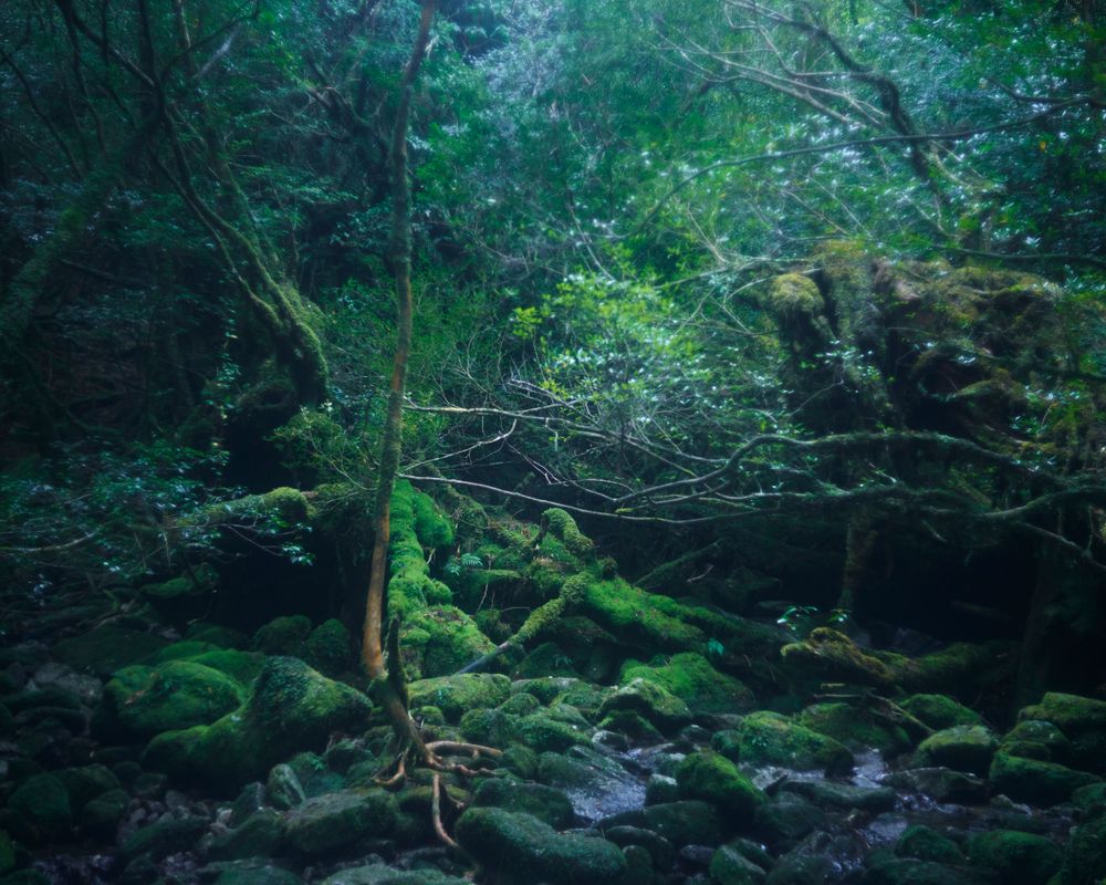 Yosuke Kashiwakura - Fallen trees | LensCulture