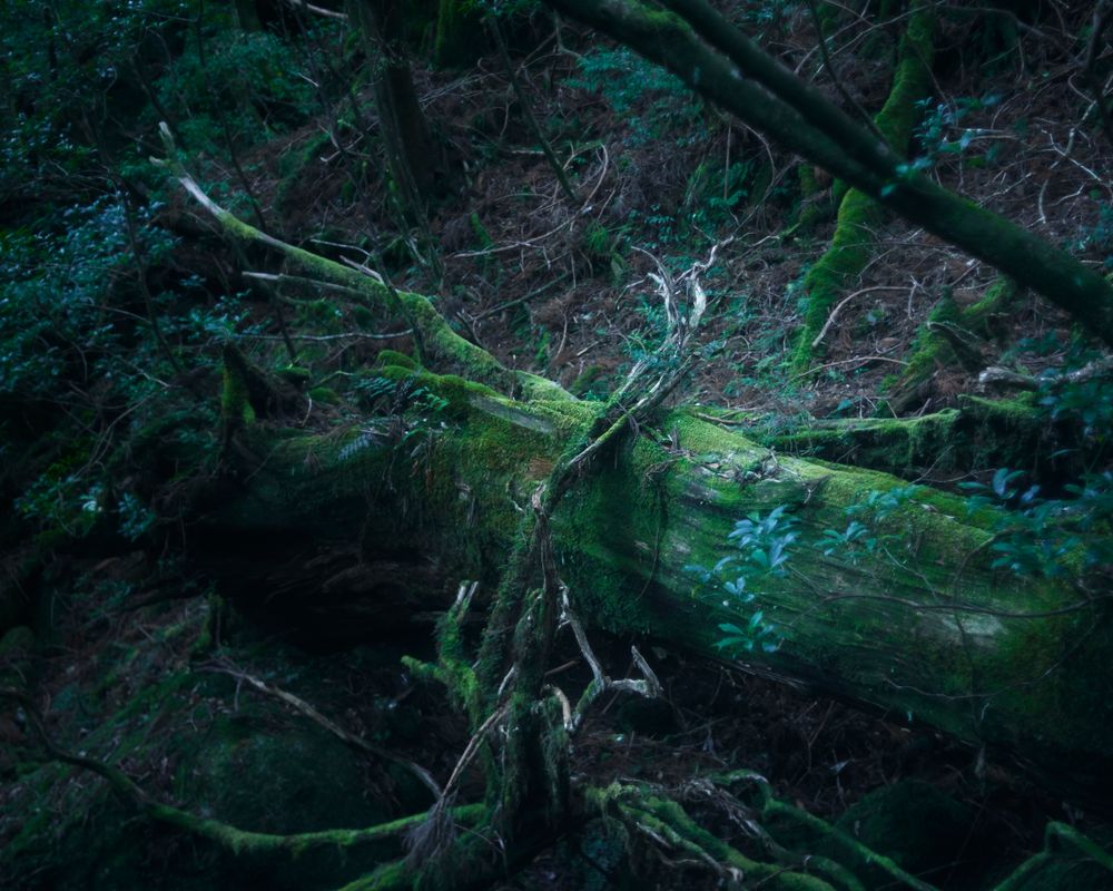 Yosuke Kashiwakura - Fallen trees | LensCulture