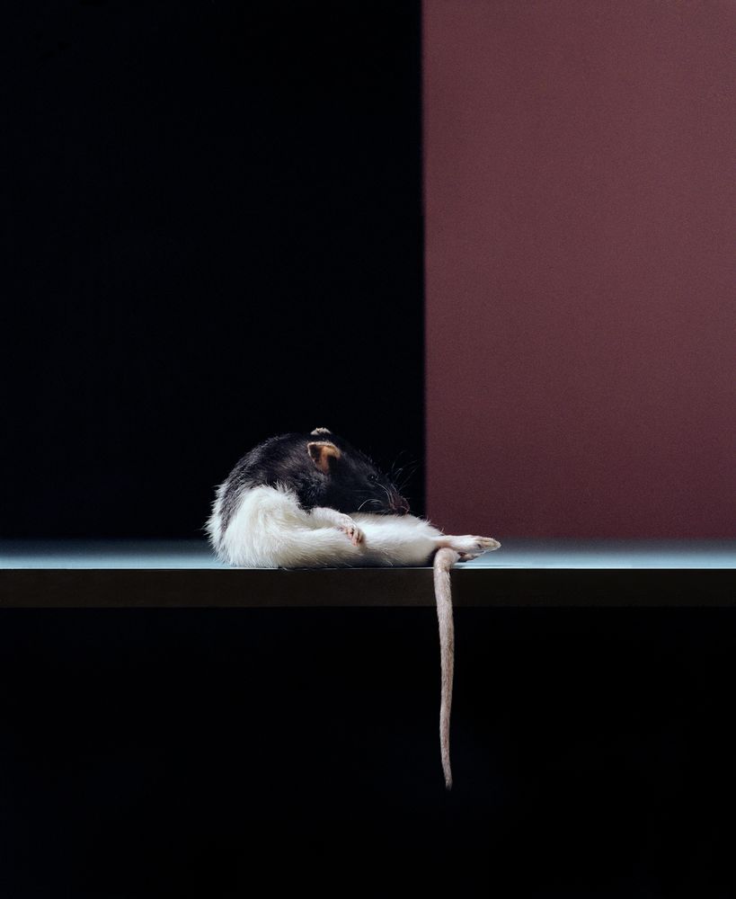 Roberto Greco - MORBIDEZZA | LensCulture