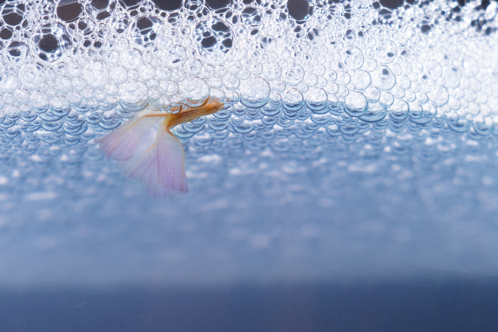 Project Wonderland - LensCulture