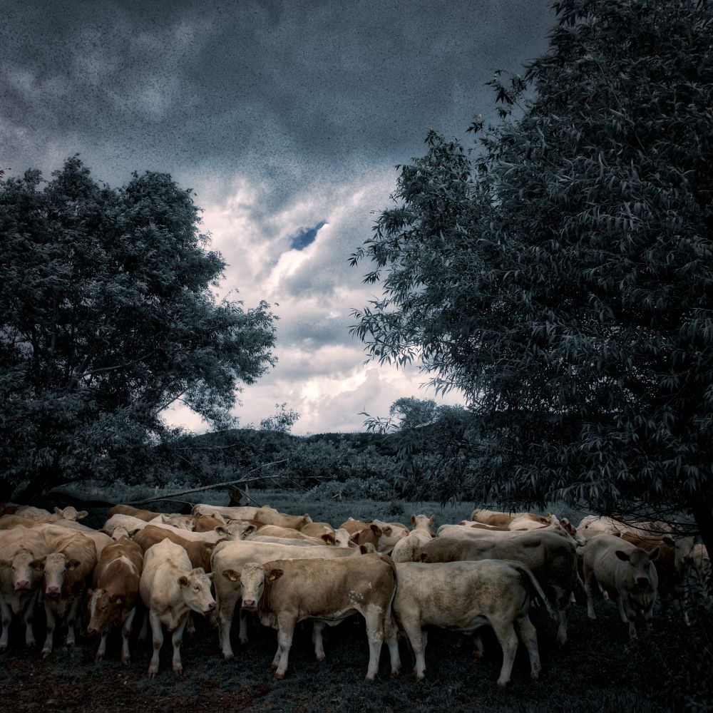 Russell Goodwin - Eye: A Fourfold Vision See | LensCulture