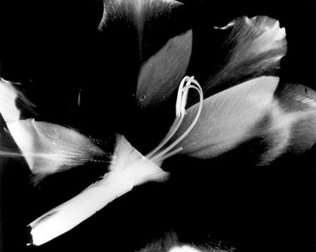 Roxanne Worthington - Breath: Floral Photograms | LensCulture