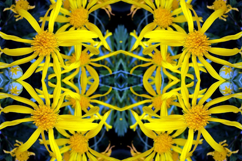 Daniel Teafoe - FLORALS - THE SERENITY THROUGH SYMMETRY PROJECT ...