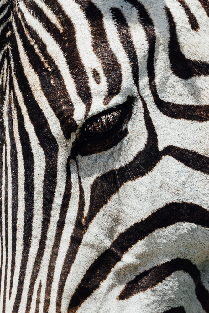Maria Rodionova - Animal Portraits | LensCulture
