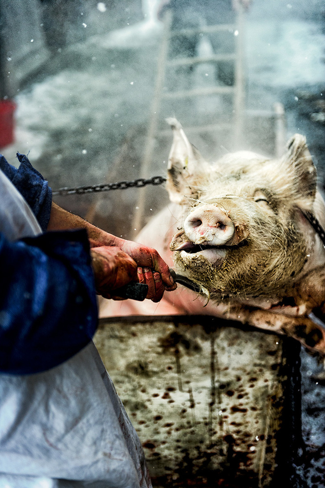 Helmut Wachter - Traditional slaughtering in the swiss alps | LensCulture