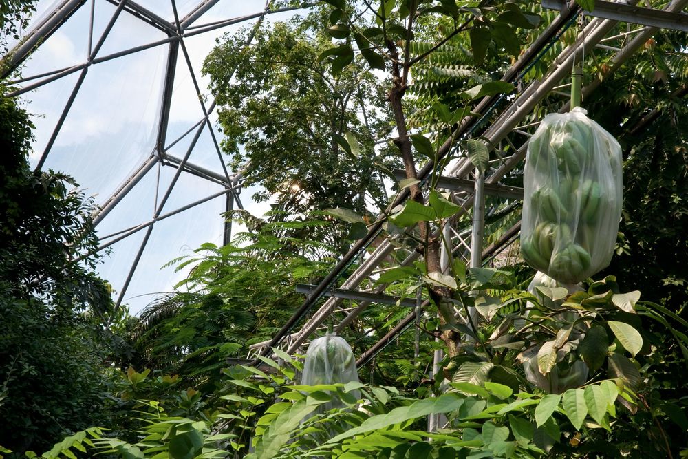 Dana Fritz - Terraria Gigantica: the World Under Glass | LensCulture