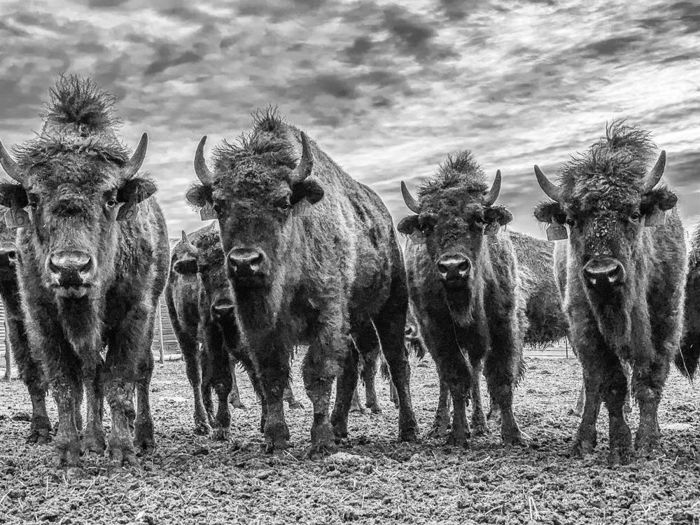Ruth McLachlan - Ranch Life | LensCulture