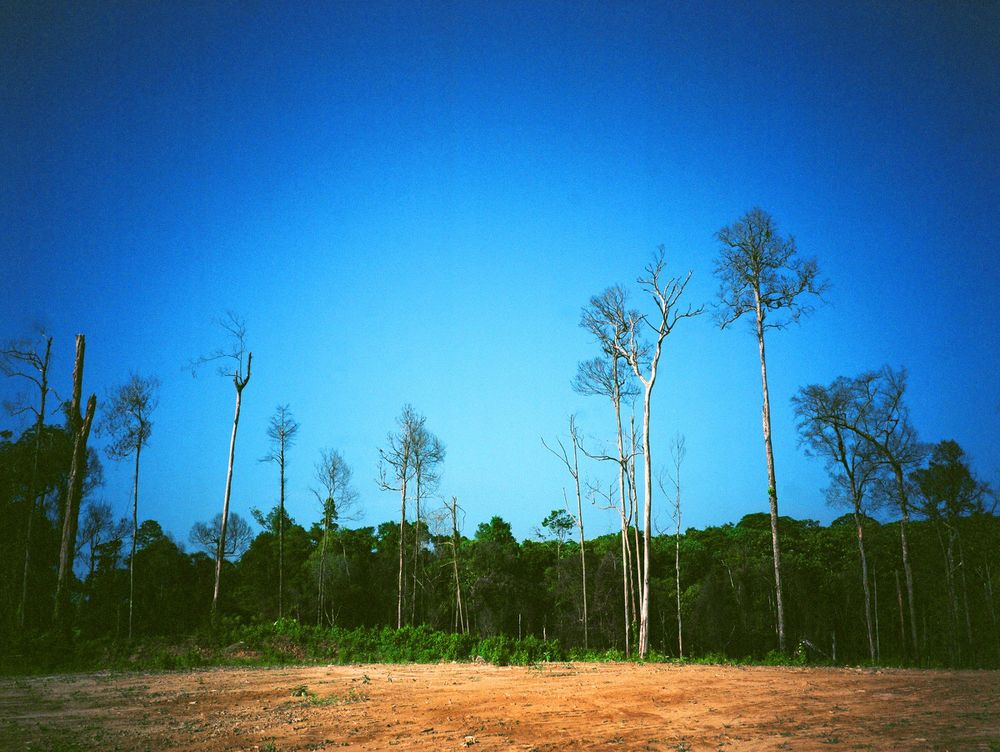 Han Sungpil - Blue Jungle - Dual Landscape | LensCulture
