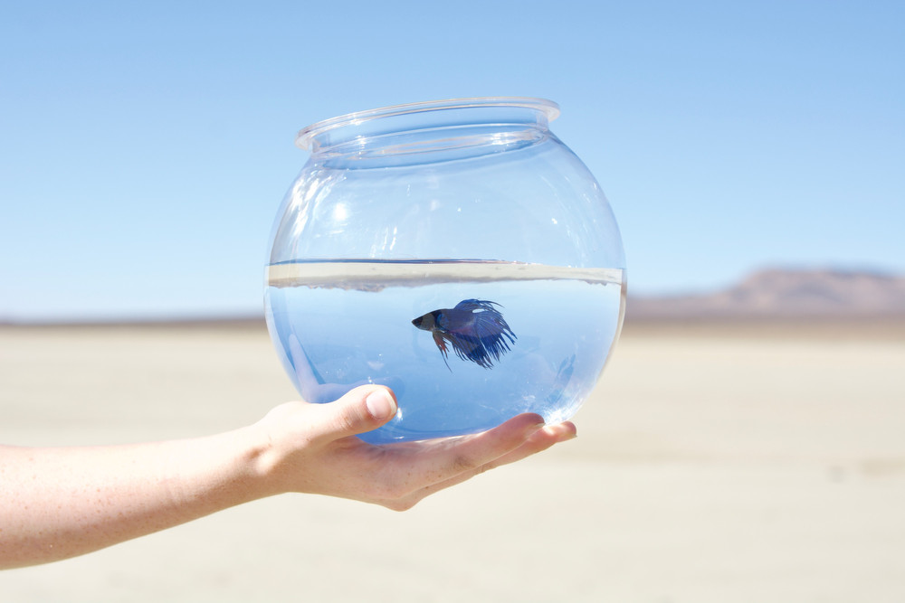 Danelle Cole - My imagination | LensCulture