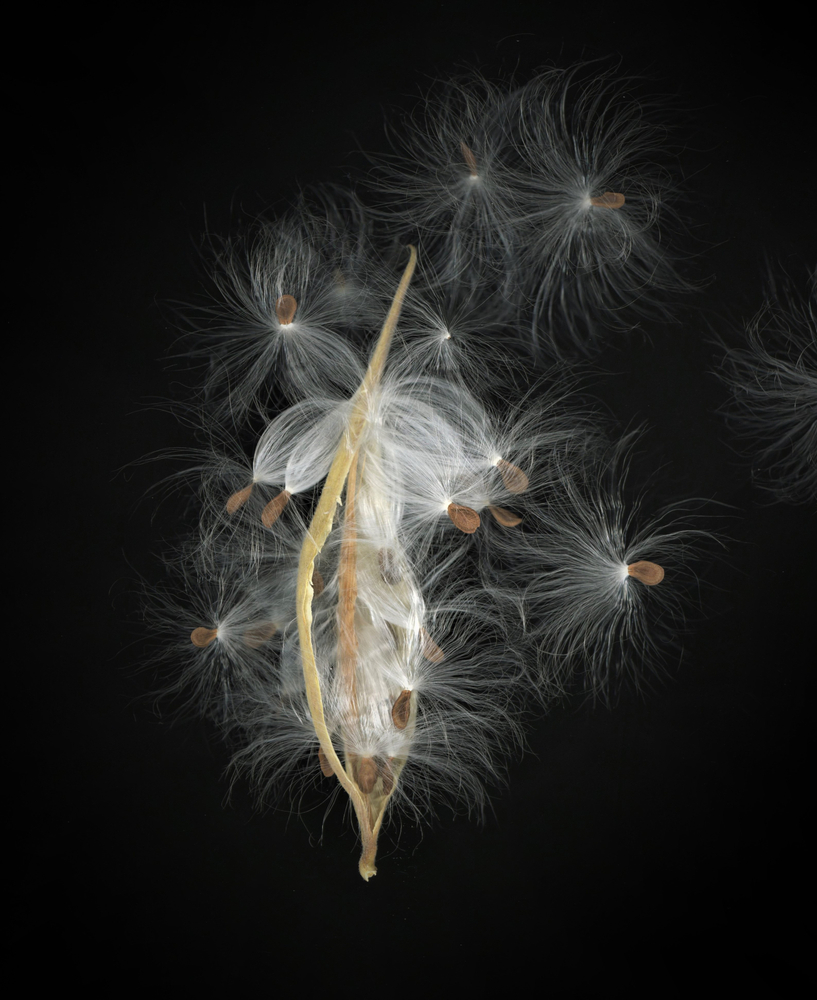 Robert Schultz - FLORA | LensCulture