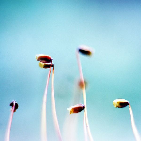 Mylene Bressan - Muscinale | LensCulture