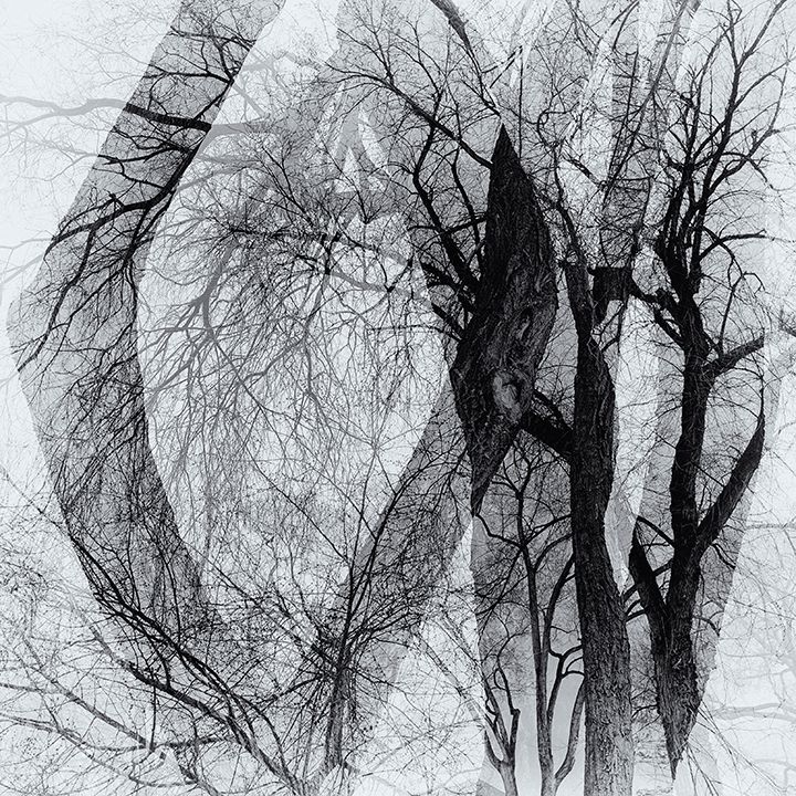 Drew Reese - Double Exposures-Winter Trees in Santa Fe, N.M. | LensCulture