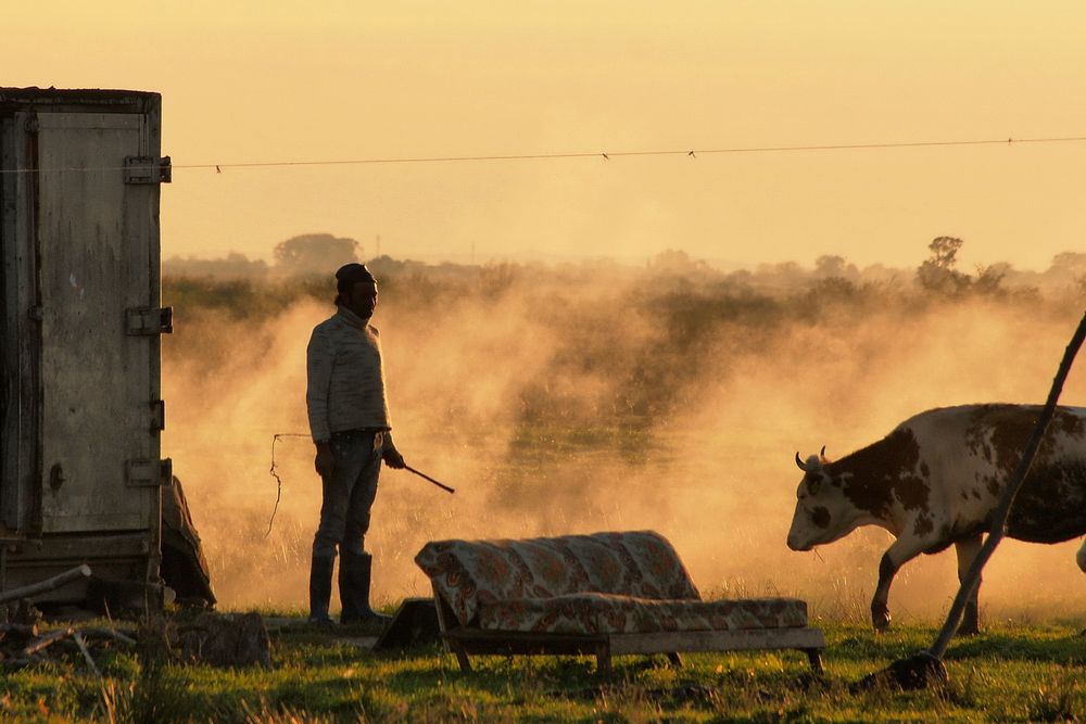 Tiplea Remus - cow guards | LensCulture