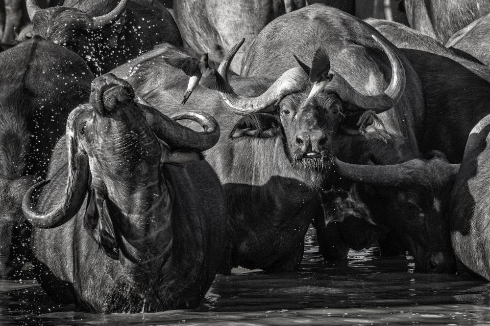 Morne Grobler - South Africa trough my lens | LensCulture