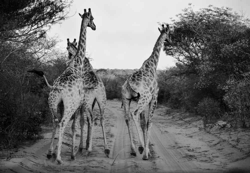 Catherine de Boer - African Ark | LensCulture