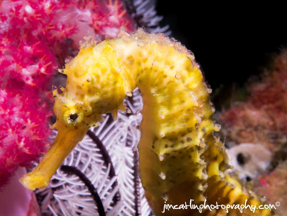 Jim Catlin - Underwater shots | LensCulture