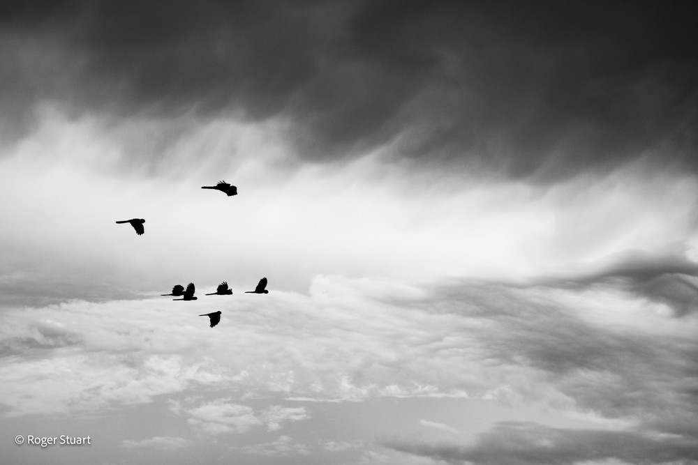 Roger Stuart - Untitled | LensCulture