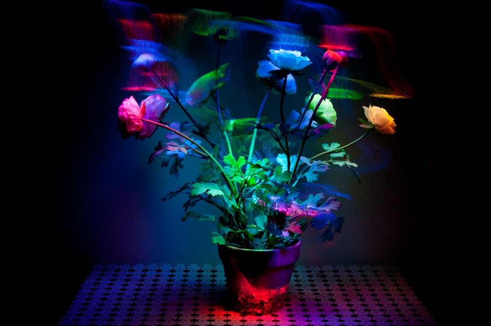 Jeremy Webb - Light painted flora | LensCulture