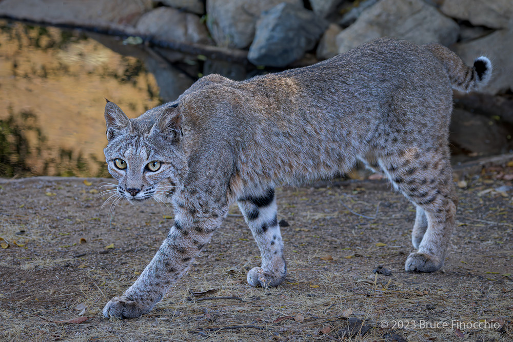 Bruce Finocchio - Encounter with A Wild Bobcat | LensCulture