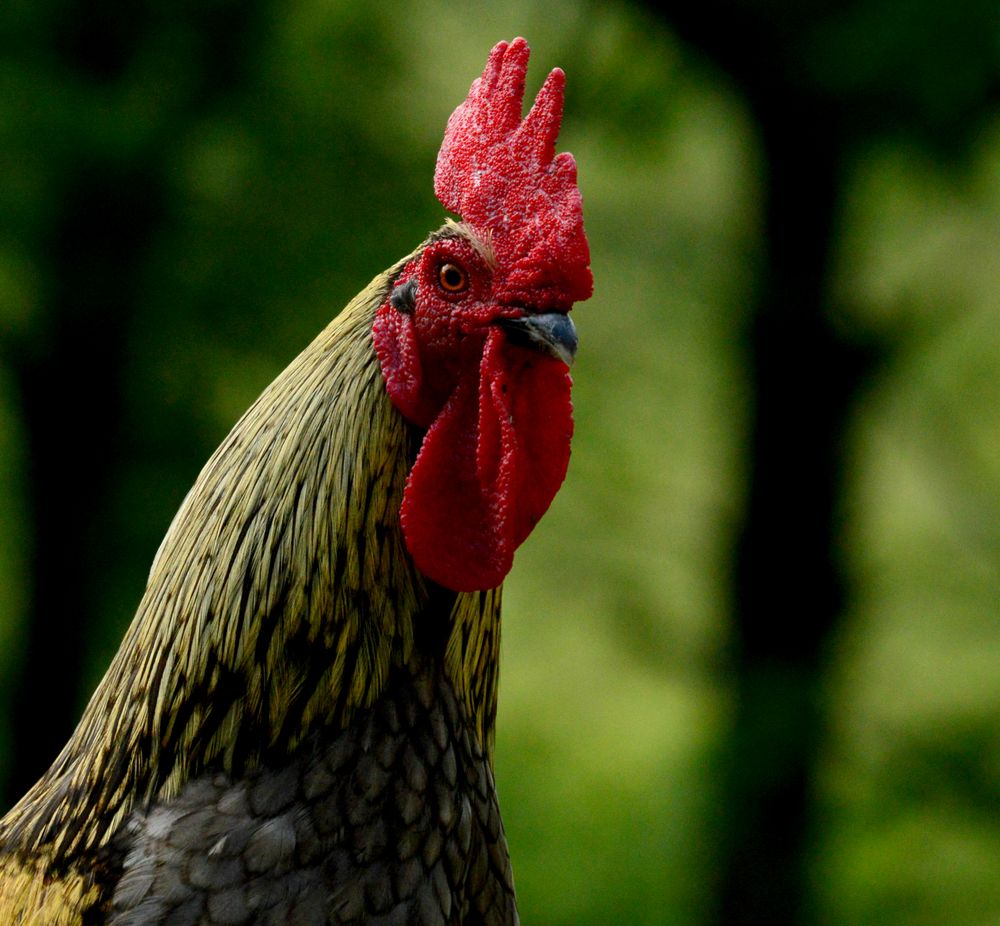 David Pollock - 'Chicken Cacciatore' | LensCulture