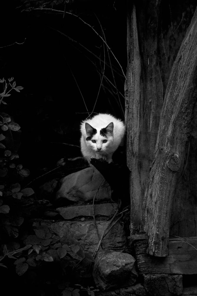 James Niven - James Niven Black and White Photography Awards 2018 ...