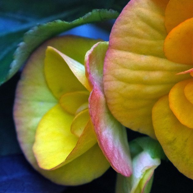 Daniel Teafoe - JOURNAL #3 - FLORALS | LensCulture