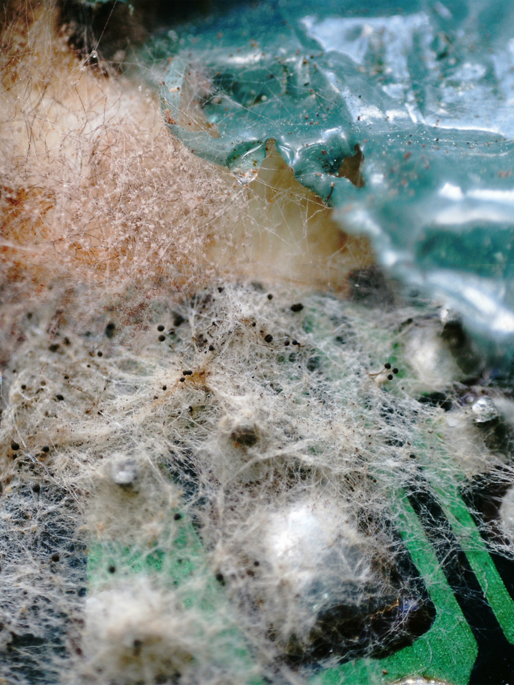 Florence Iff - Amalgamated Fragmentations / Plastiverse | LensCulture