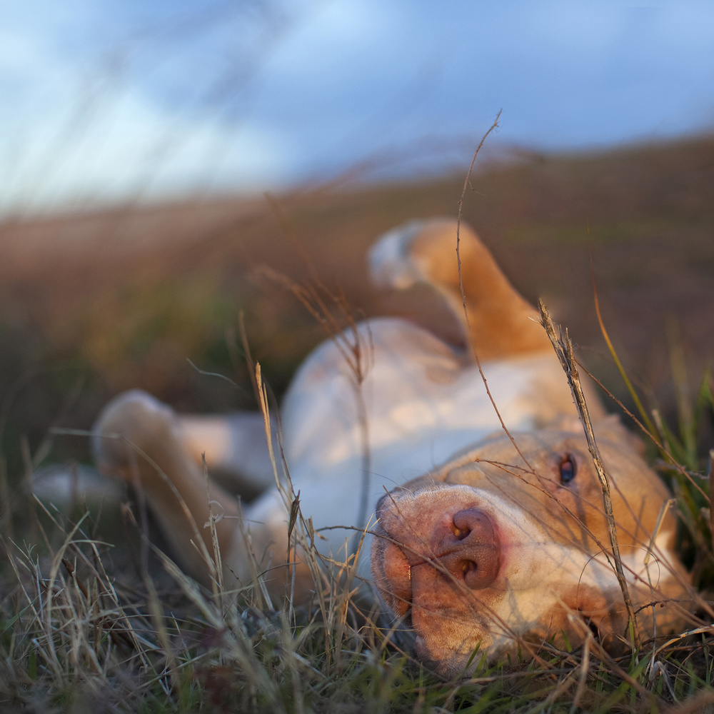 Shannon Johnstone - Landfill Dogs | LensCulture