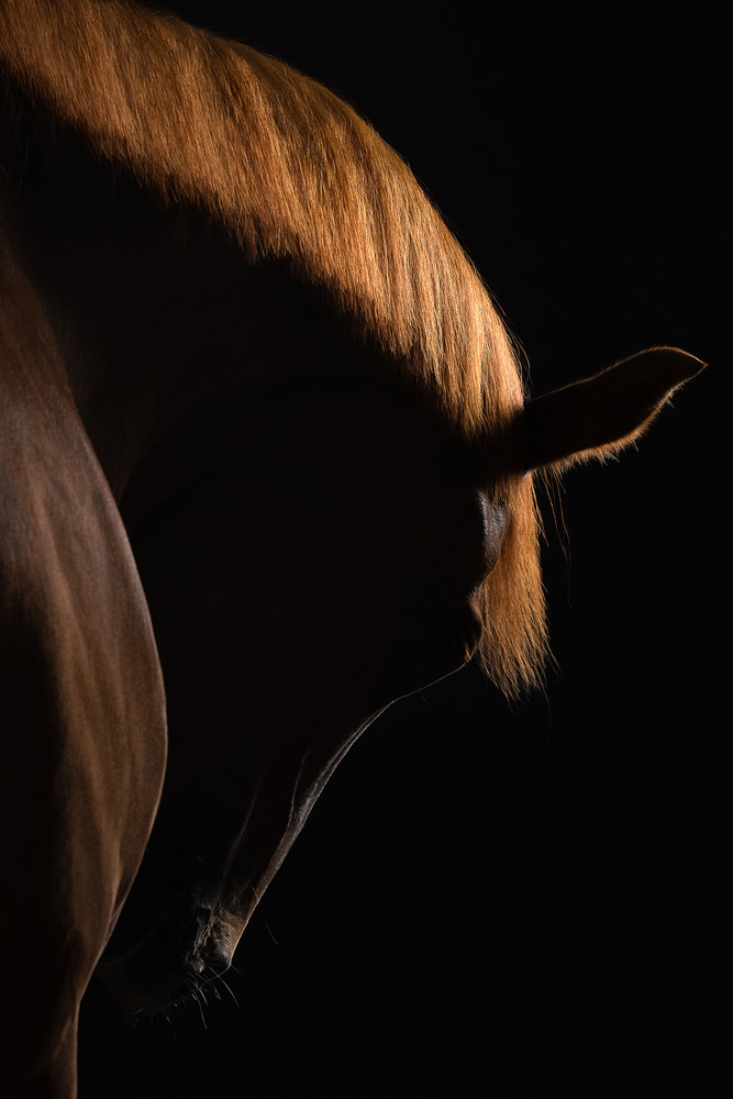 Deanne Ward - I Dream of Horses | LensCulture