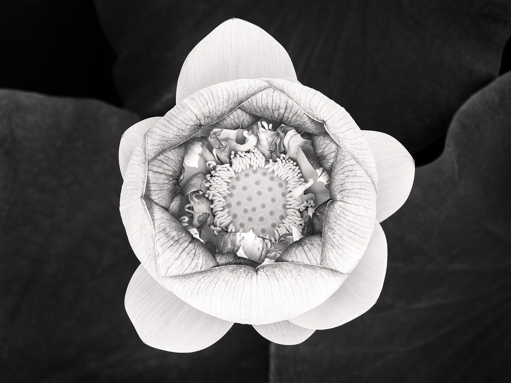 Reed Pike - Lotus Pond – A Photographic Study | LensCulture