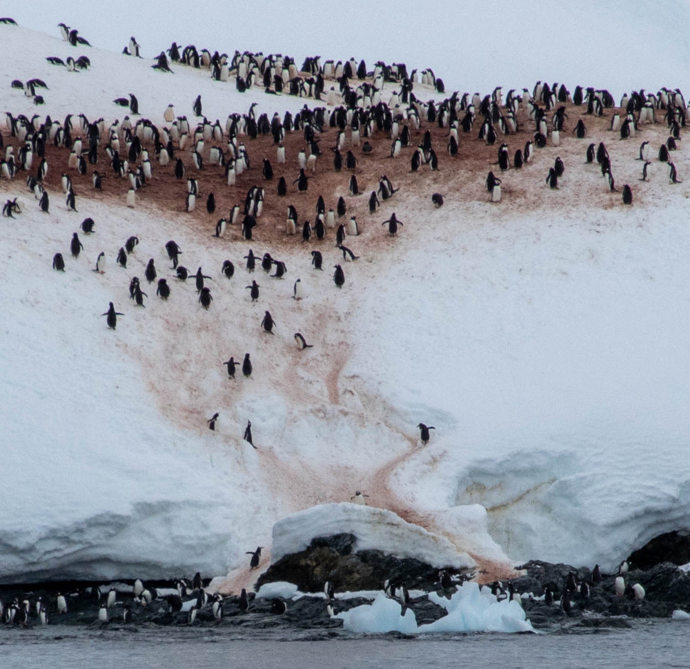 Dennis Donovan - Antarctica and Patagonia | LensCulture