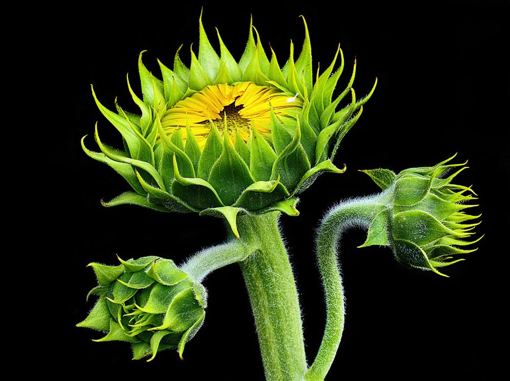 Mike Cable - Sunflower Studies | LensCulture