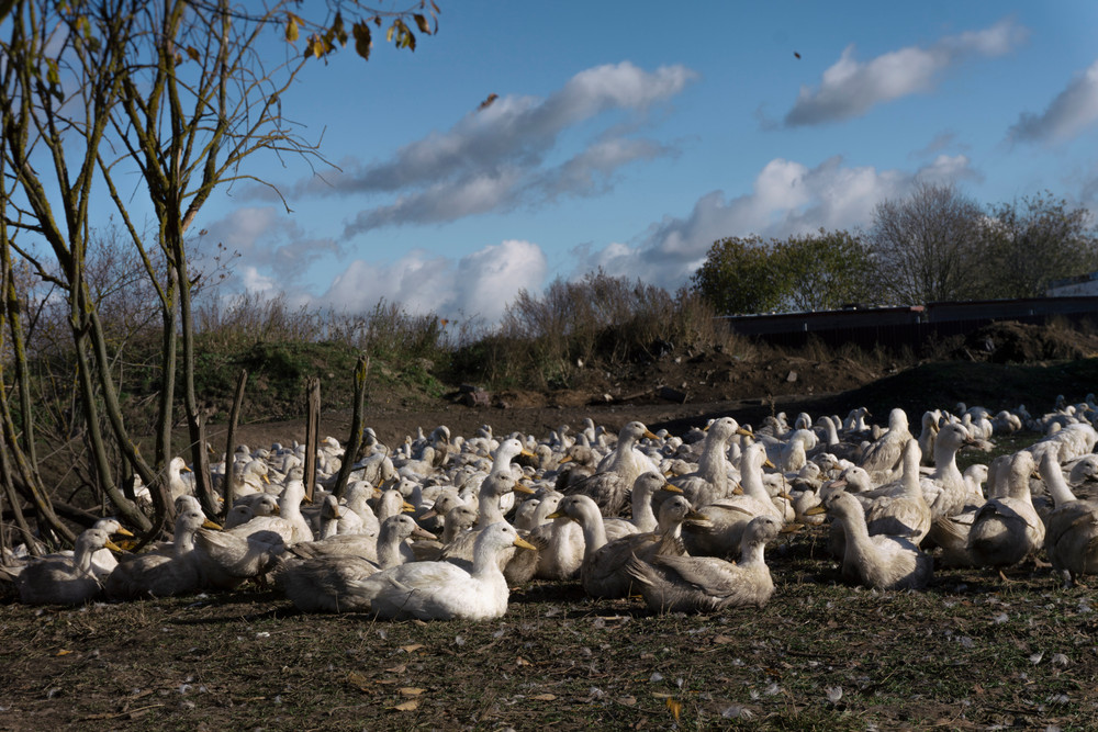 Anastasiya Buraya - Russian farm | LensCulture
