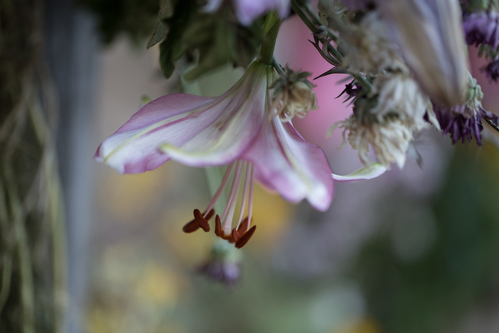 Natalie Goldsmith - Violent Flowers in memoriam of the dream of the New ...