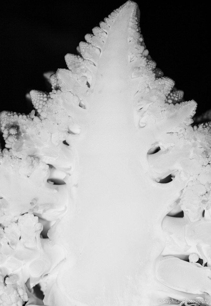 Stephanie Taylor | Art Photography Awards 2022 Entry