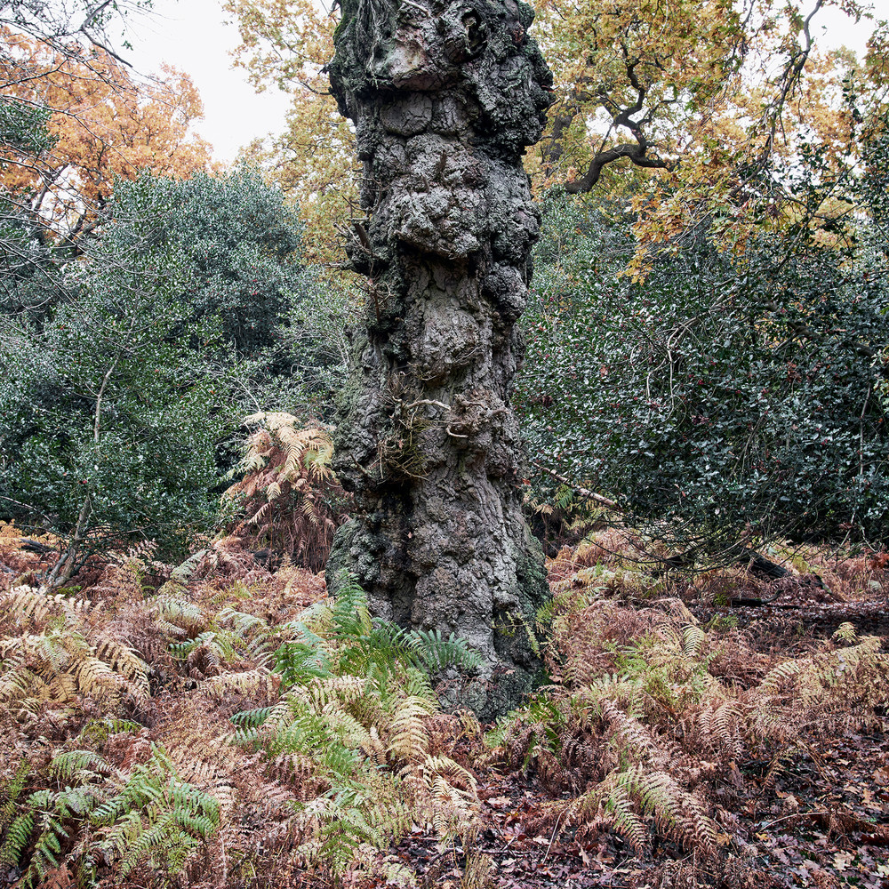 JEREMY YOUNG - The Thicks - yesterday's tomorrow | LensCulture