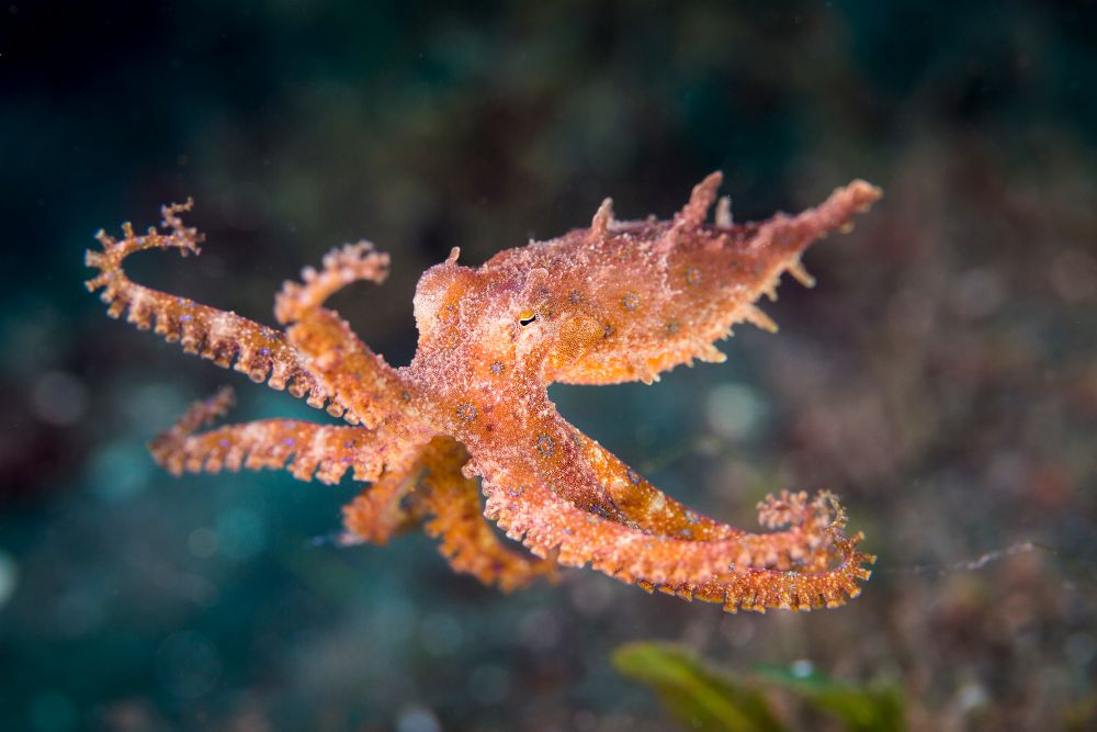 Theresa Guise - The many faces of the octopus | LensCulture