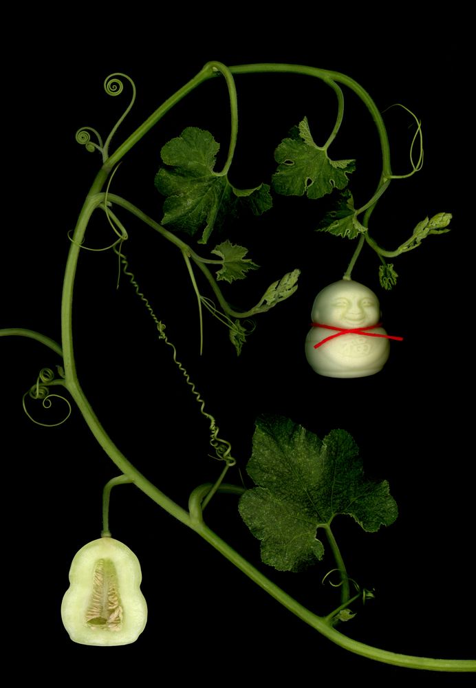 JOYCE RIVAS MEDINA - Brief of Botanical expedition | LensCulture