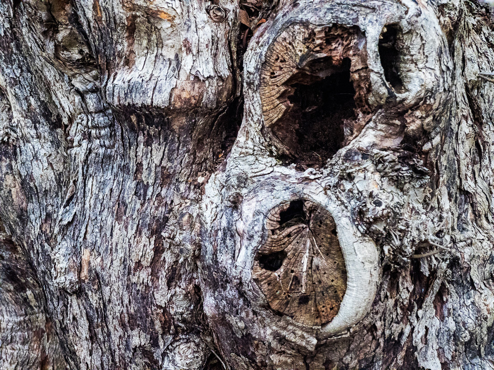 Marc Goldring - Trees: Skin Deep | LensCulture