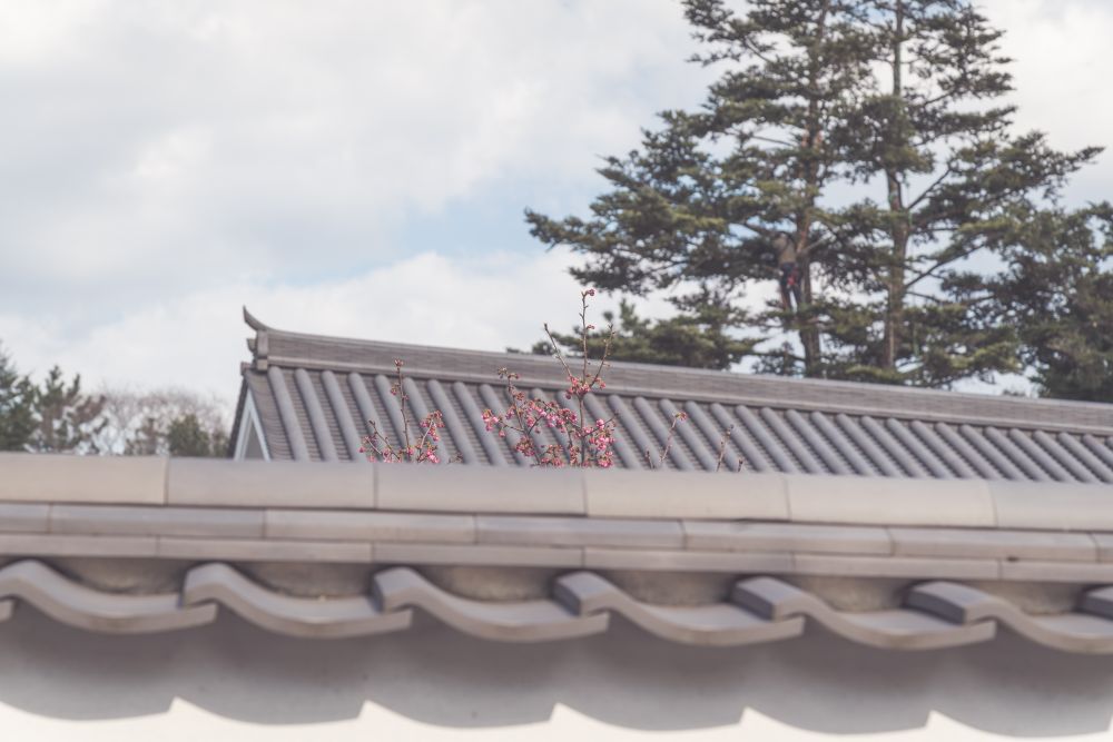 Colin Cheong - Shy Sakuras | LensCulture