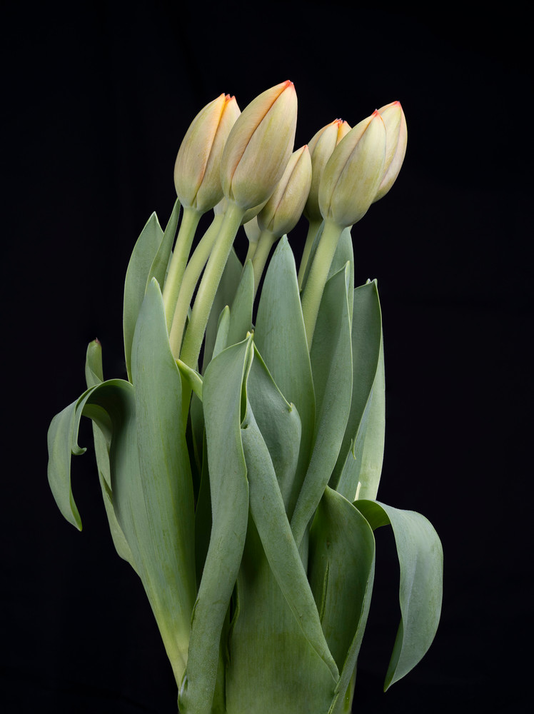 Lisa Dimitri - The Beauty in Aging | LensCulture