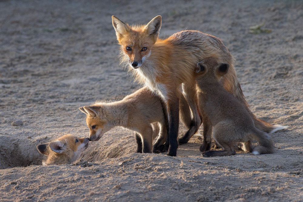 Bruce Finocchio - Red Foxes Along Coyote Creek | LensCulture