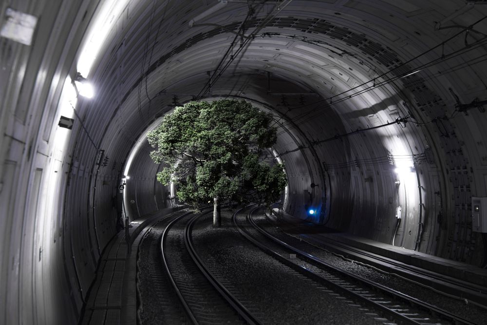 Kazunori Nagashima - underground trees | LensCulture