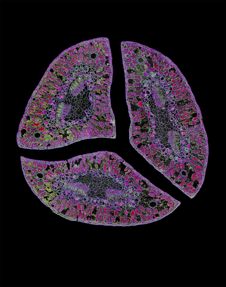 Jennifer Formica - Microcosmic Nature | LensCulture