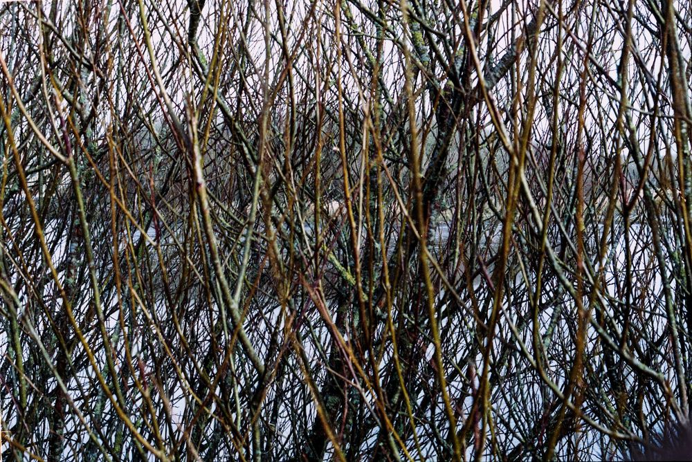 Niall Sheehy - I listen to the bell, it begins to bring me home ...