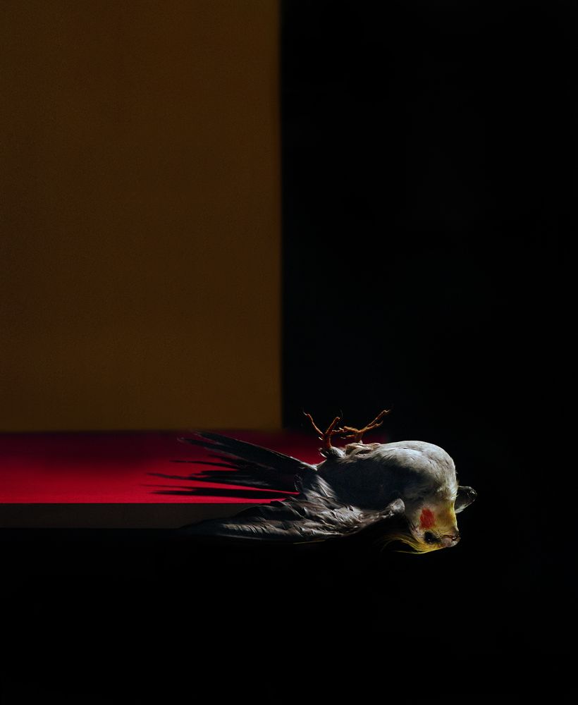 Roberto Greco - MORBIDEZZA | LensCulture