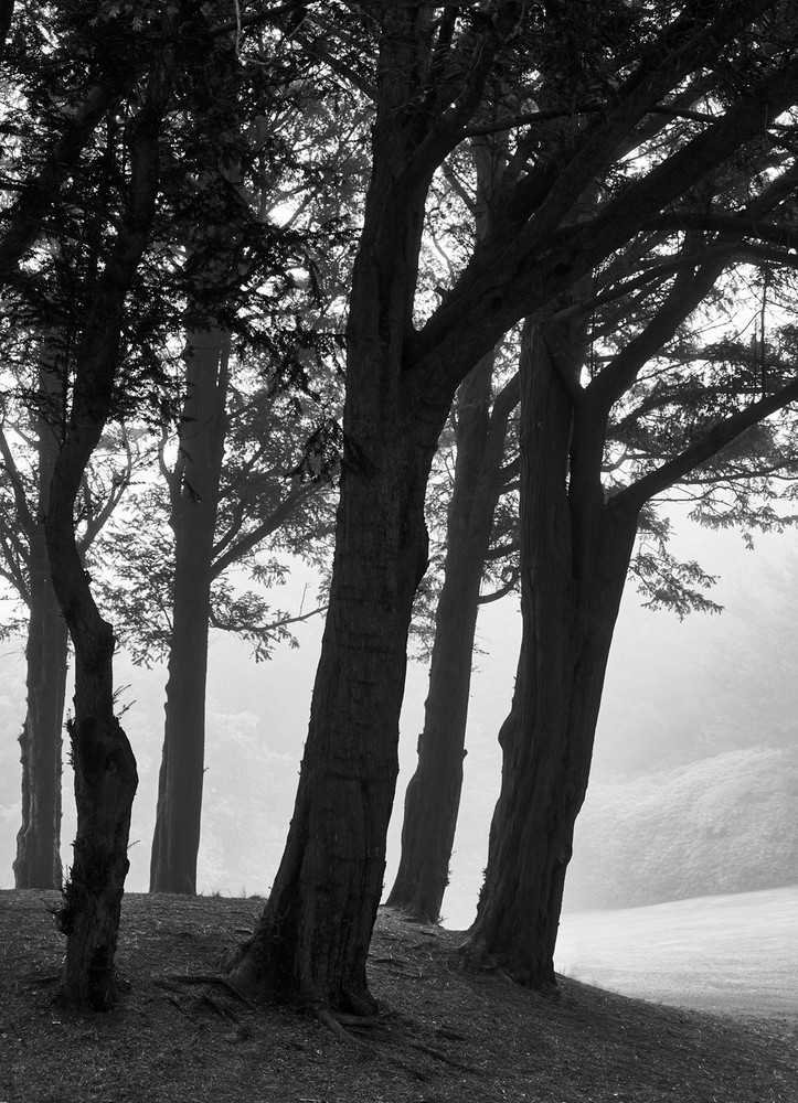 Louis Gaillard - Garden-forest | LensCulture